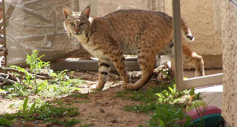 Bobcat In Our Yard The Kid Story Games Websites And Toys For Gifted Children bobcat-in-our-yard-the-kid-story-games-websites-and-toys-for-gifted-children